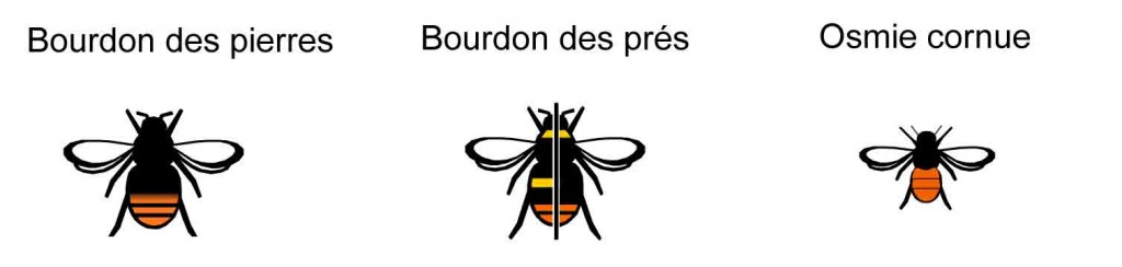 Reconnaitre les bourdons | Jack Guichard